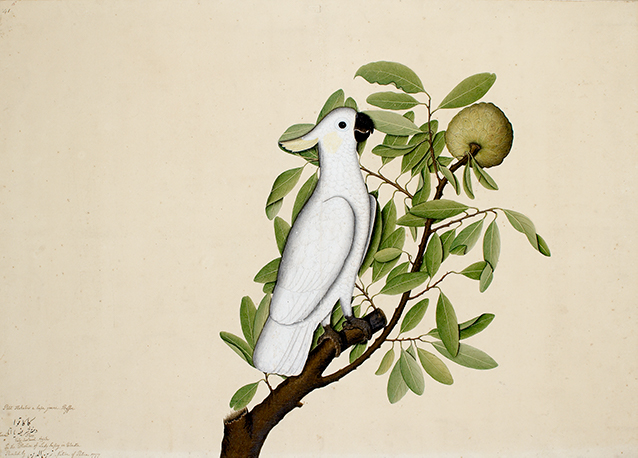 PAST EXHIBITION: LADY IMPEY'S INDIAN BIRD PAINTINGS | Ashmolean Museum