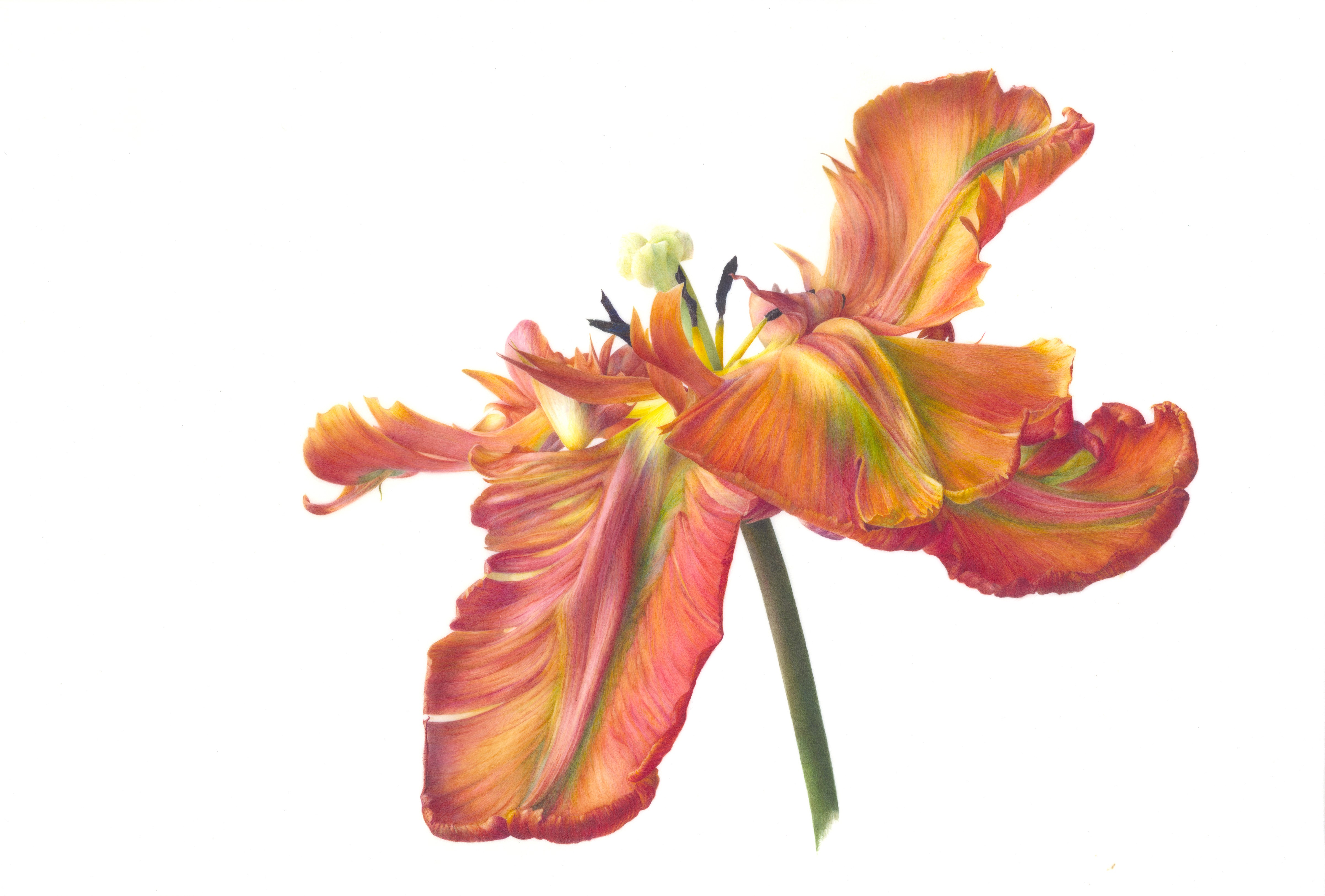 IN BLOOM - press release | Ashmolean Museum