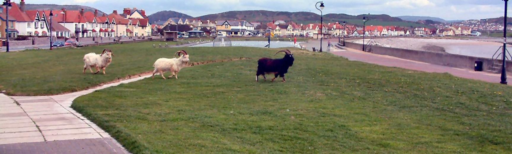 GOATS ON THE LOOSE | Ashmolean Museum