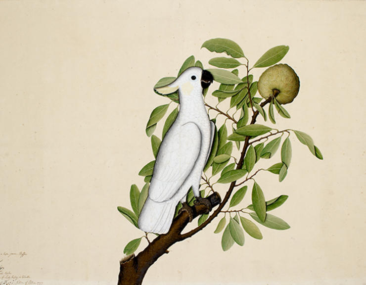 PAST EXHIBITION: LADY IMPEY'S INDIAN BIRD PAINTINGS | Ashmolean Museum