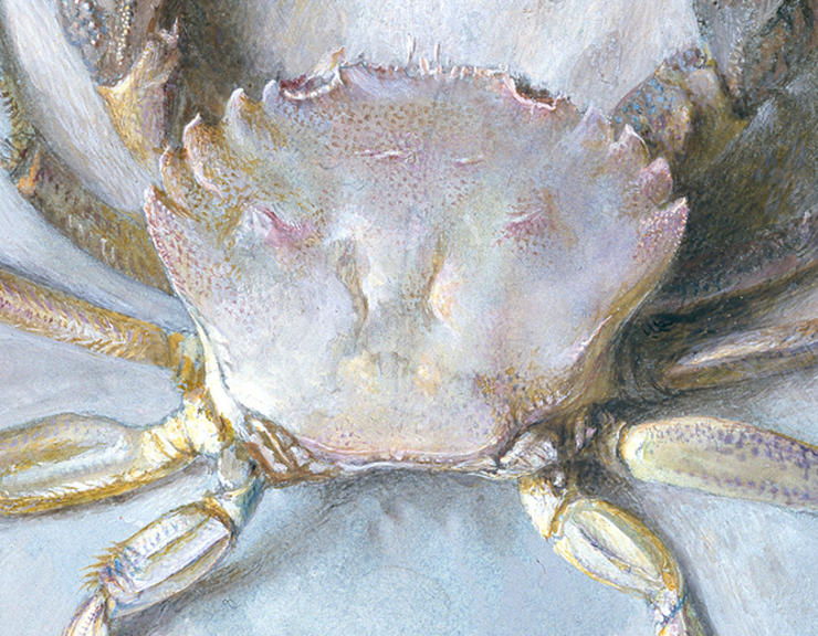 PRE-RAPHAELITES: DRAWINGS & WATERCOLOURS EXHIBITION | Ashmolean Museum